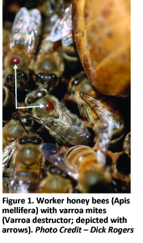 Honey Bee Health Coalition Releases Guide to Help Beekeepers Detect ...