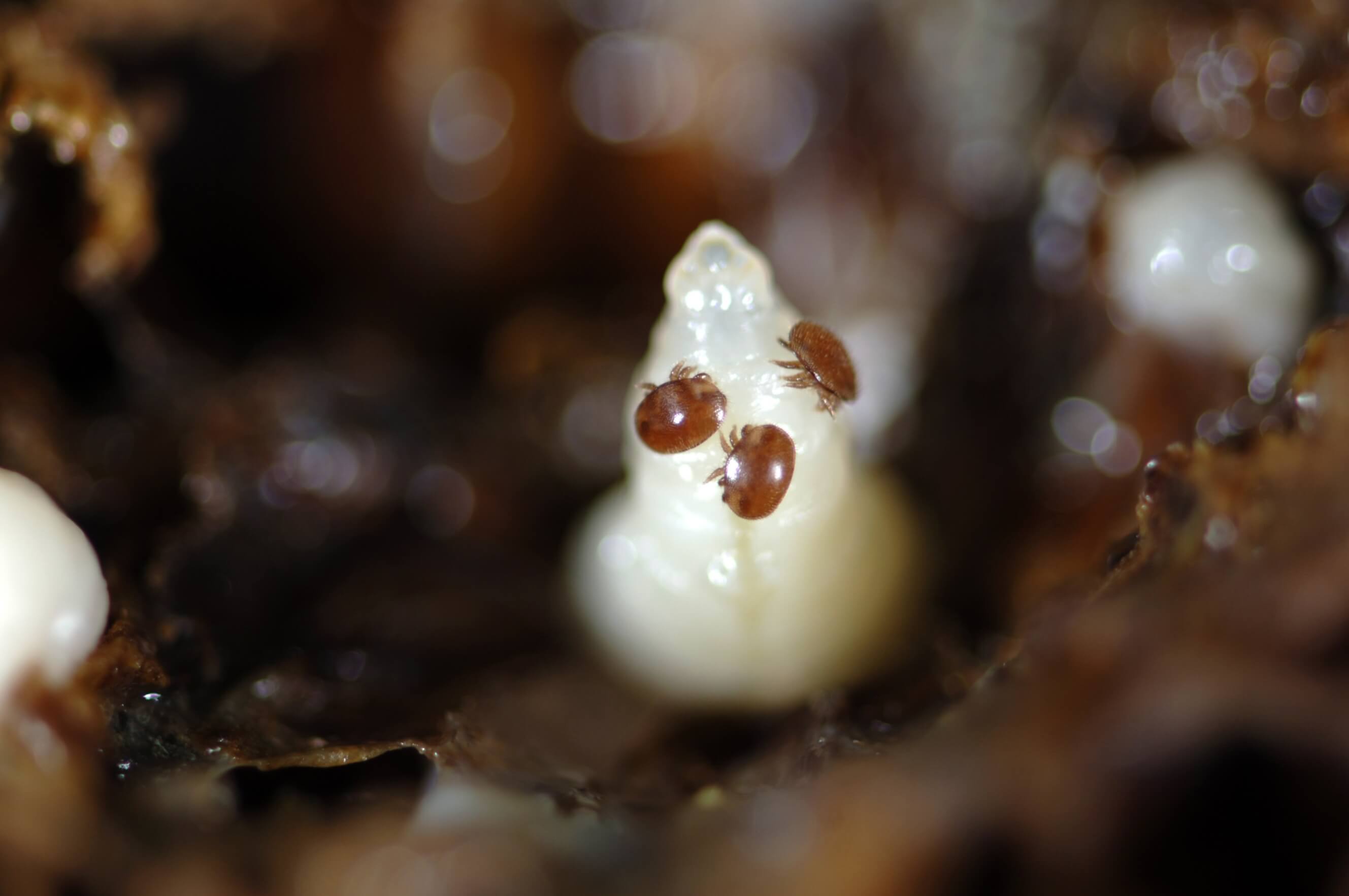 European honey bee prepupa with varroa mites | Beekeeping Supplies ...