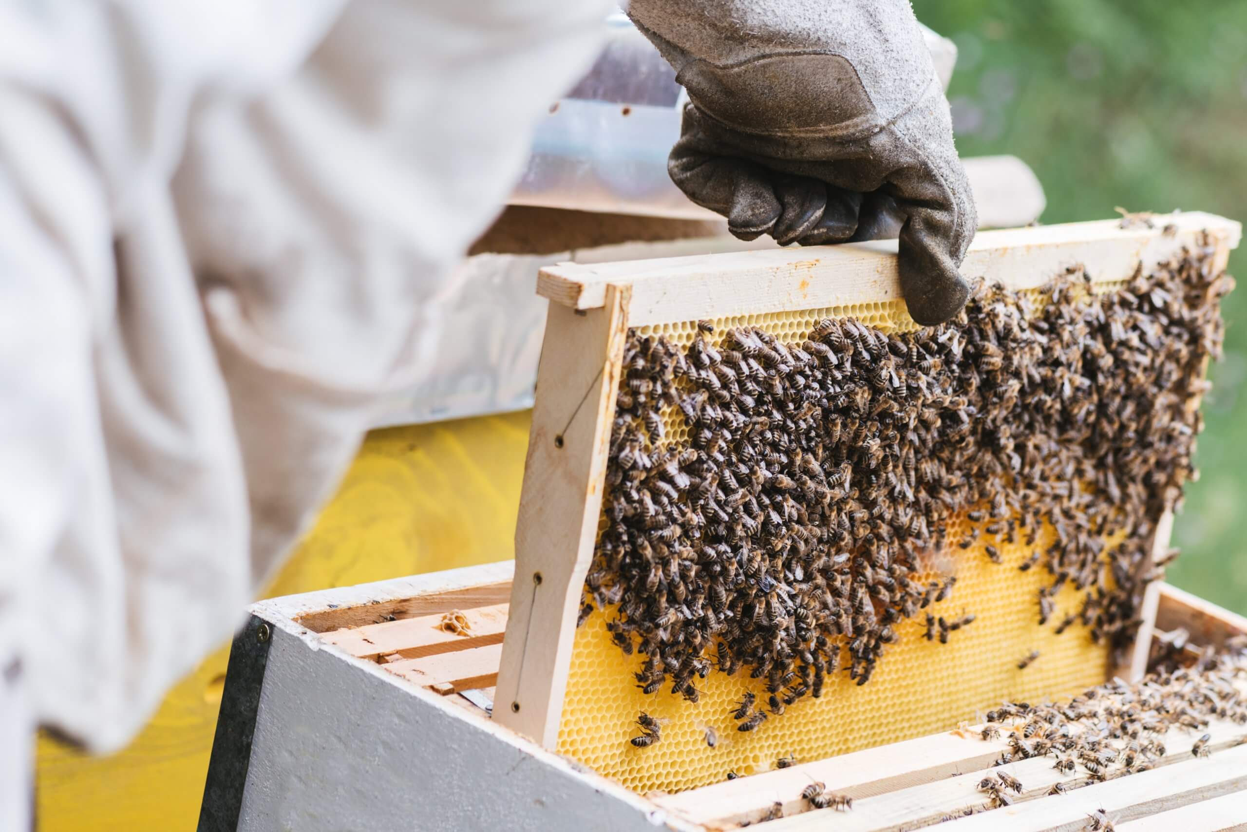 May Beekeeping Tips
