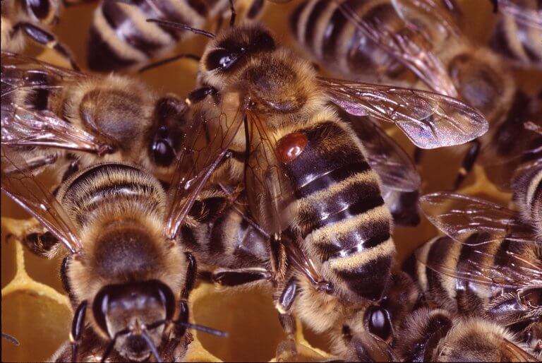 How to Treat Varroa Mites in Bees | Beekeeping Learning Center | Dadant ...