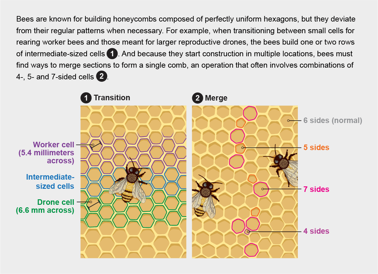 An Introduction to the Brood Nest | Beekeeping Learning Center | Dadant ...