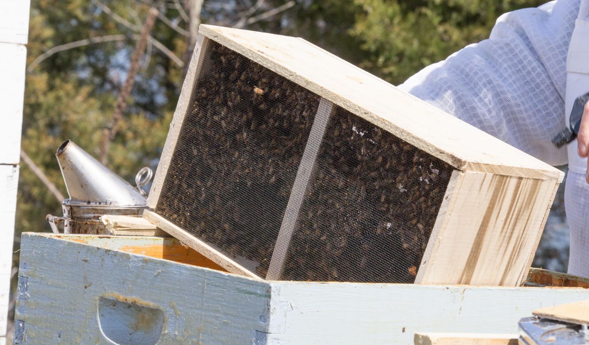 Package Bees Shipped Direct to Your Local Post Office | Bee ...