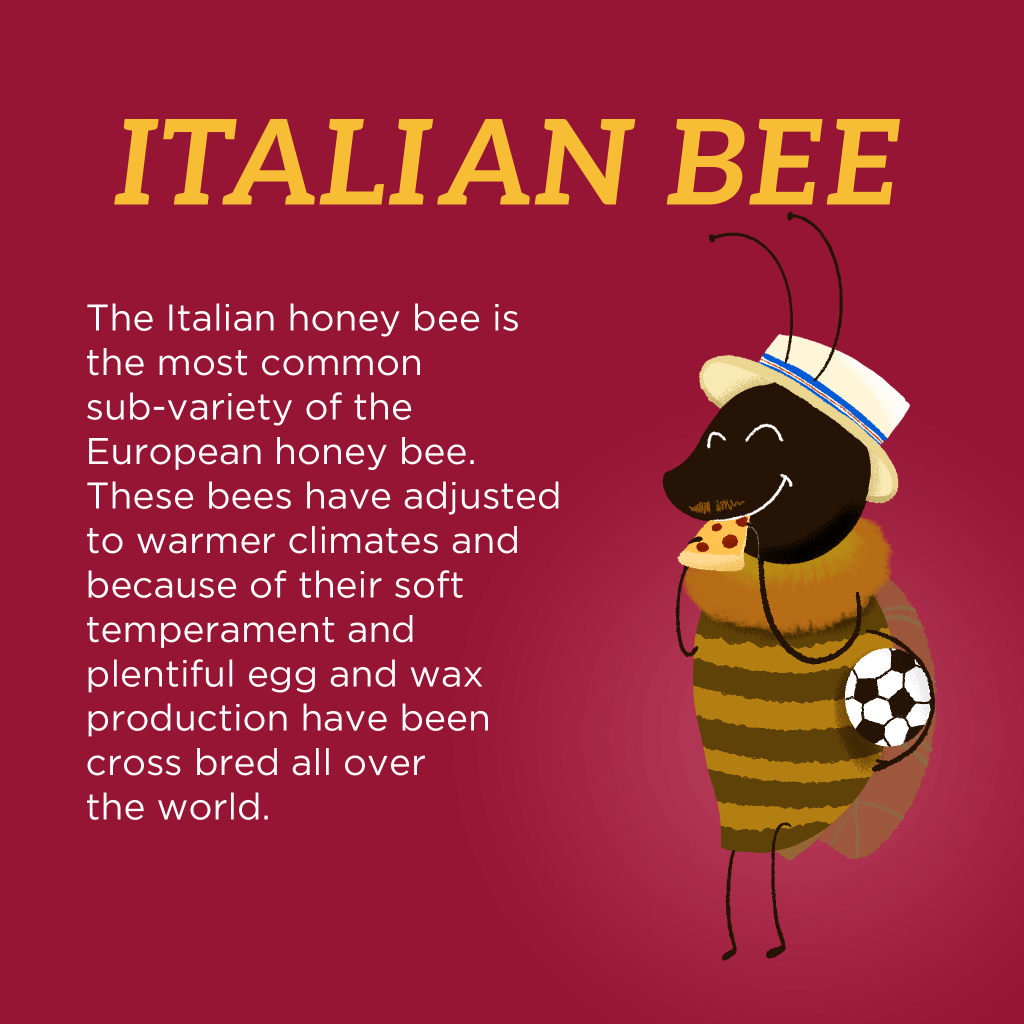 Common Honey Bee Breeds