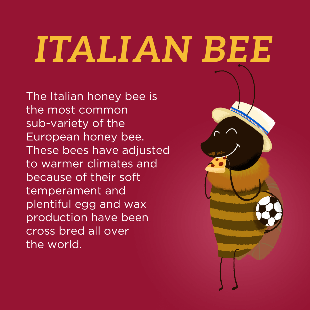 Common Honey Bee Breeds