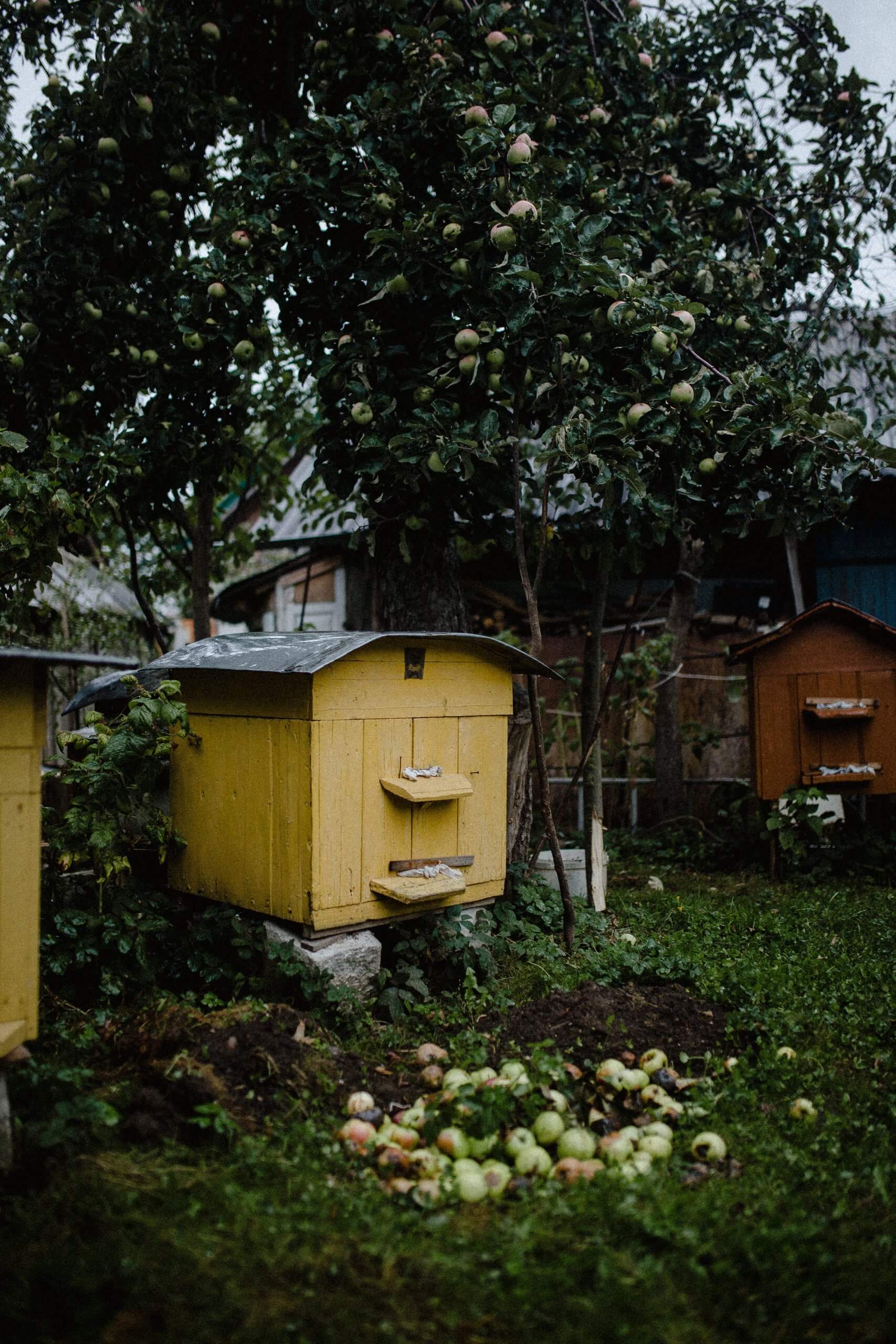 The Crucial Importance of Fall Feeding for Your Bees | Beekeeping ...