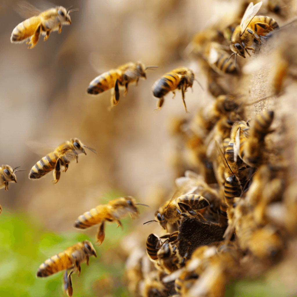 Beekeeping Learning Center | Dadant & Sons 1863