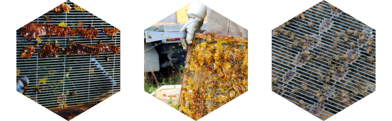What Are the Benefits of Queen Excluders? | Beekeeping Learning Center ...