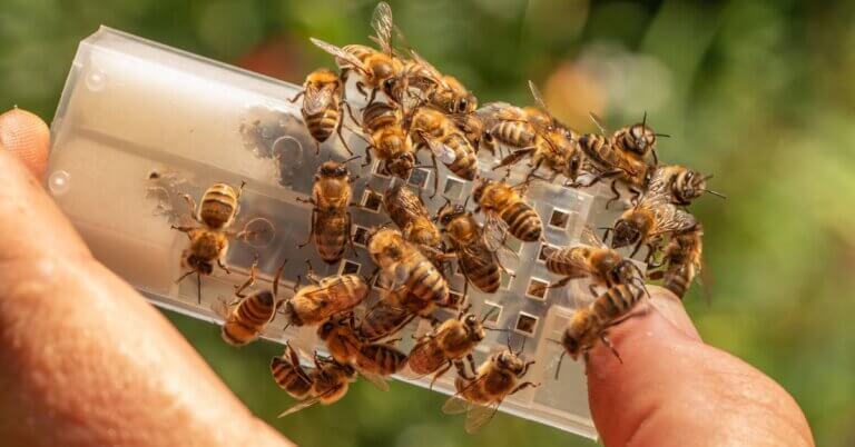 How To Order Bees Online: What You Should Know