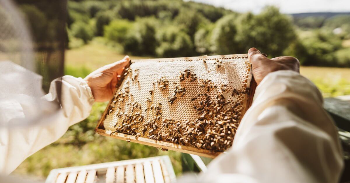 An Essential Guide to Beehive Frames & Foundations