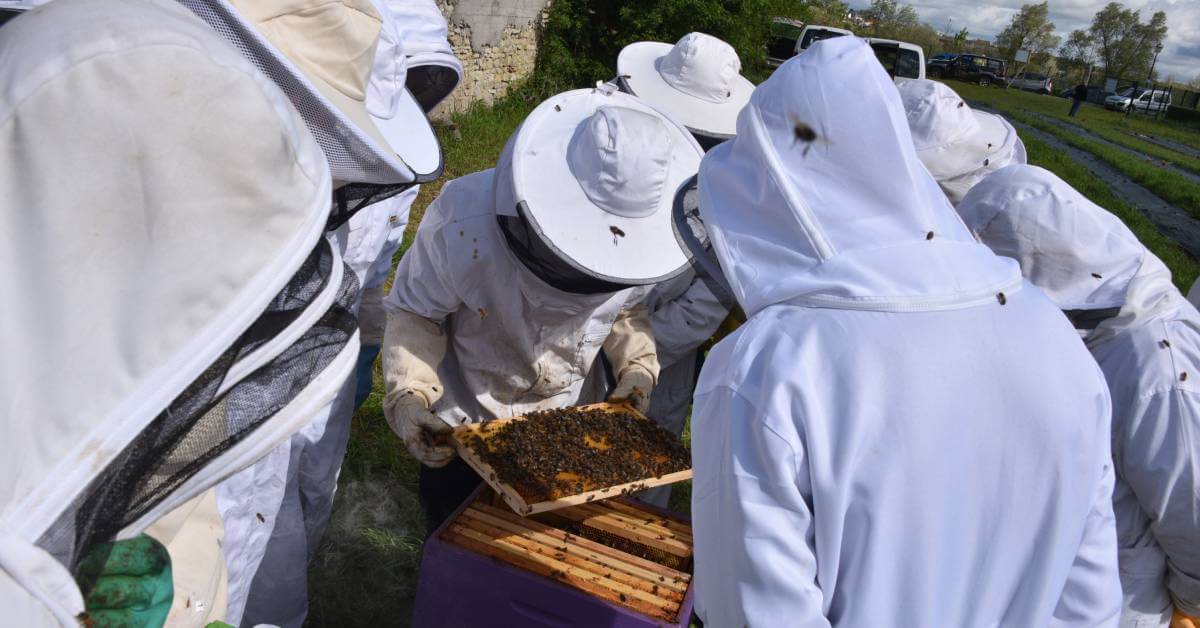 A beekeeper presenting a hive frame full of honey bees to a group ...