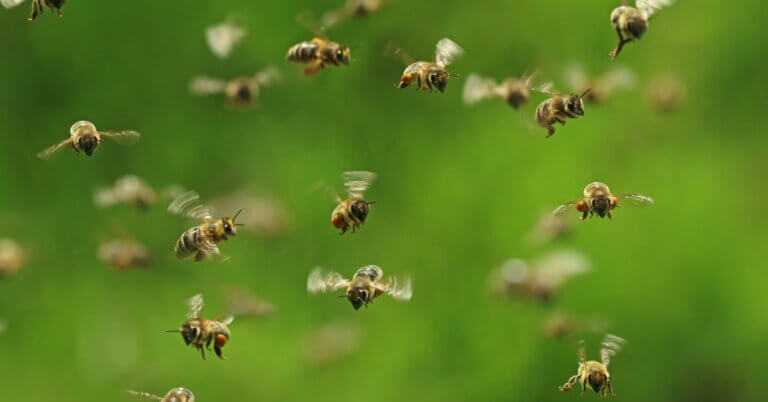 A Deep Dive Into the Role of Drone Bees in the Colony